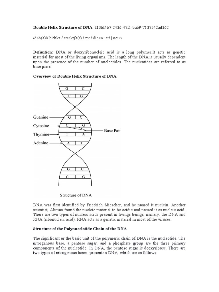 Double Helix Structure of DNA | PDF | Dna | Nucleic Acids