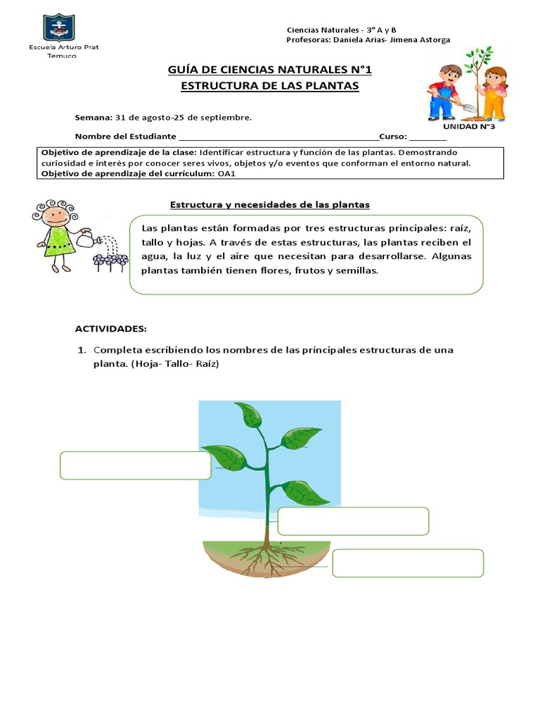 Ciencias 3ºB GUÍA Estructuras de Las Plantas | Descargar gratis PDF ...
