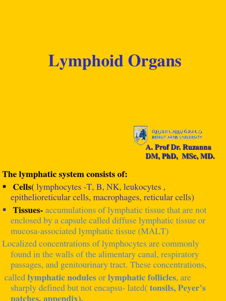 Lymphoid Organs MedI 2020 Hist | PDF | Lymph Node | Lymphatic System