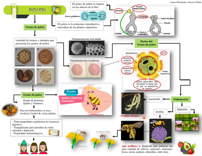 La estructura y función del grano de polen | PDF