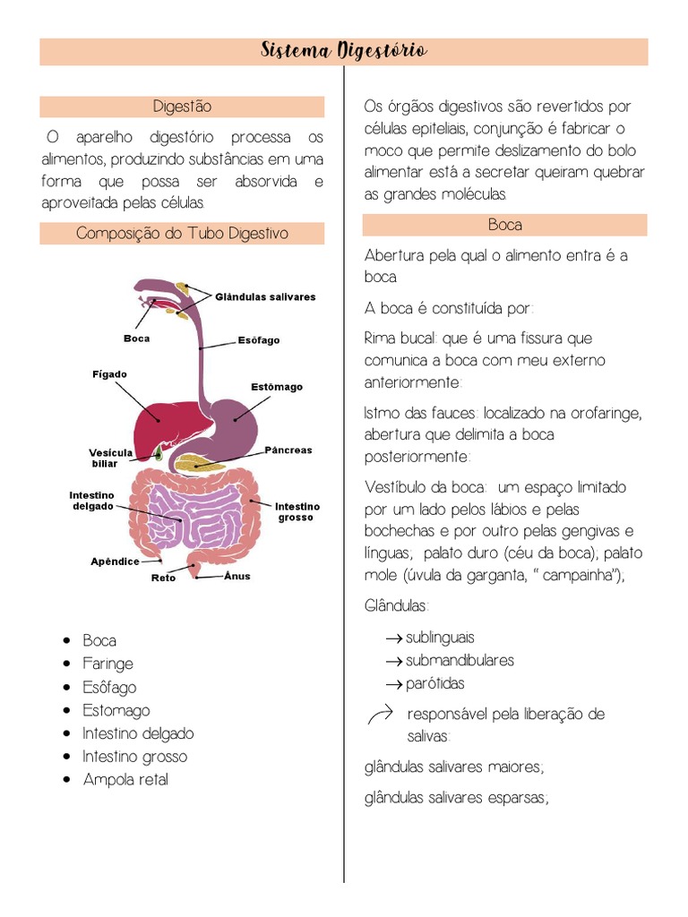 O funcionamento do sistema digestivo humano: uma visão geral dos órgãos ...