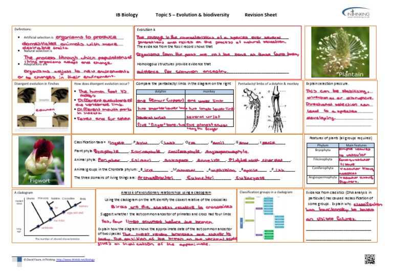 IB Biology Topic 5 - Evolution & Biodiversity Revision Sheet | PDF ...