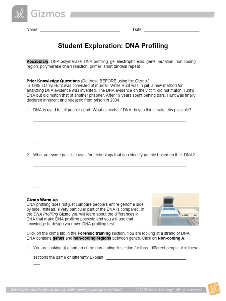 Student Exploration: DNA Profiling | PDF | Microsatellite | Primer ...