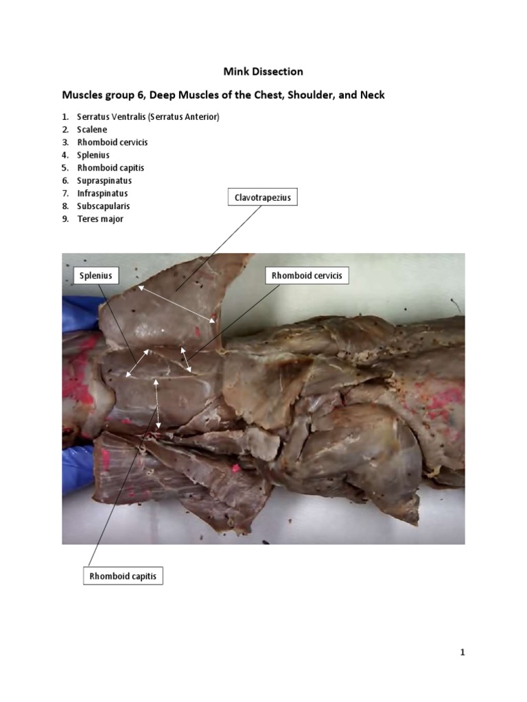 Mink Dissection Muscles Group 6, Deep Muscles of The Chest, Shoulder ...