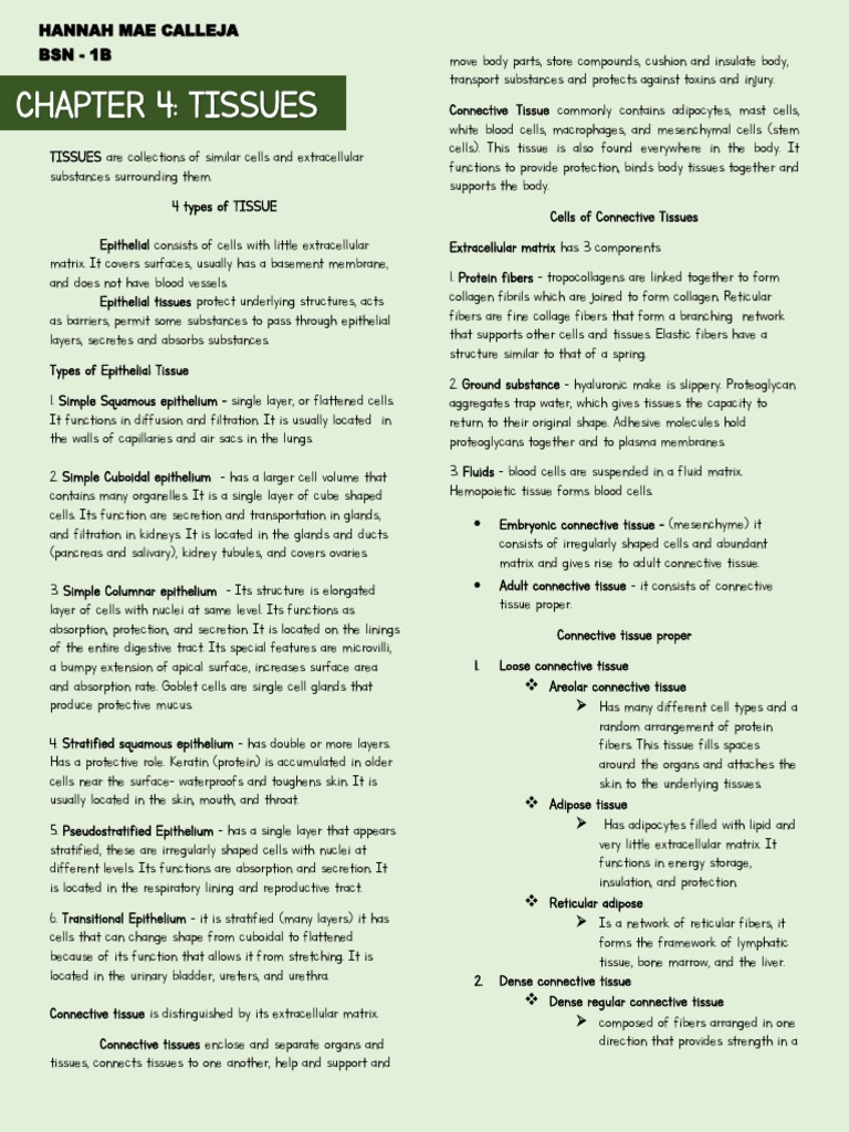 Overview of Human Tissue Types | PDF | Epithelium | Bone