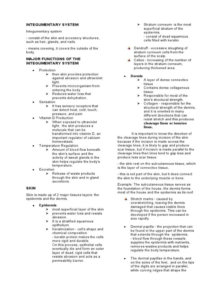 Integumentary System Overview | PDF | Epithelium | Skin