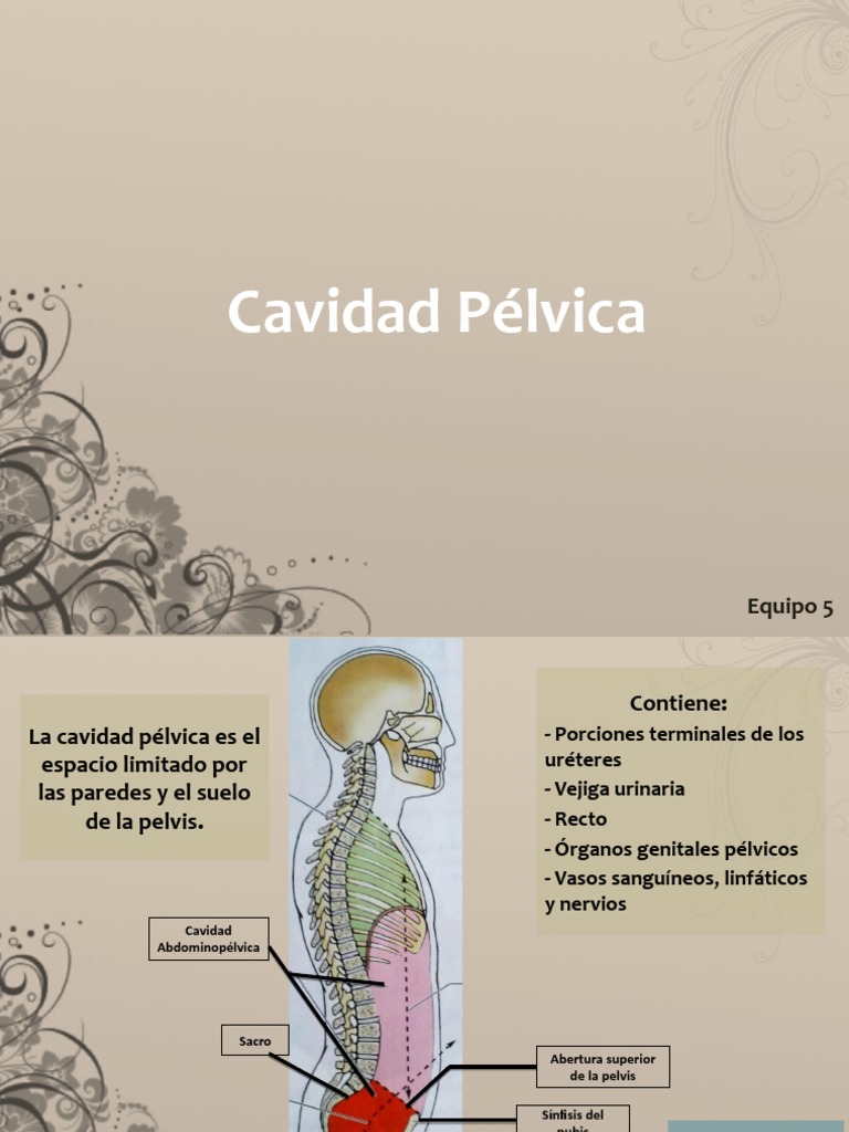 Cavidad Pelvica | PDF | Pelvis | Anatomía