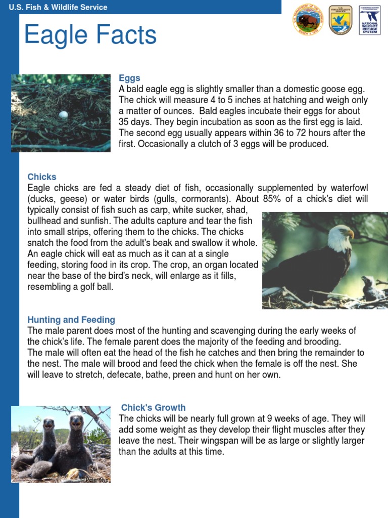 Eagle Facts: © Peter Nye | PDF | Birds | Eagle