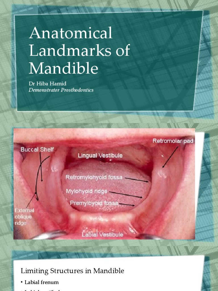 Mandibular Anatomical Landmarks Guide | PDF | Tongue | Dentures