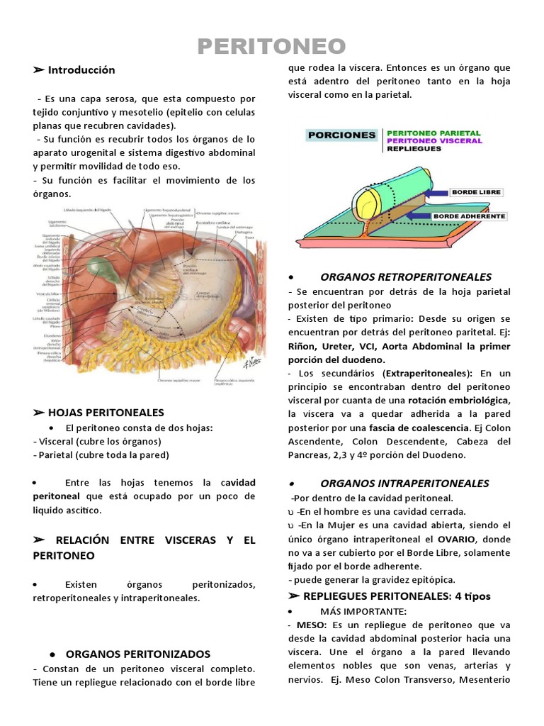 Anatomía y Función del Peritoneo | PDF | Abdomen | Peritoneo