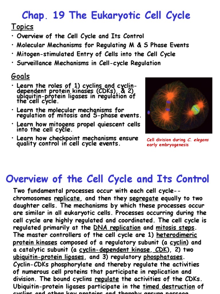 Cell Cycle & Its Regulation | PDF | Cell Cycle | Mitosis