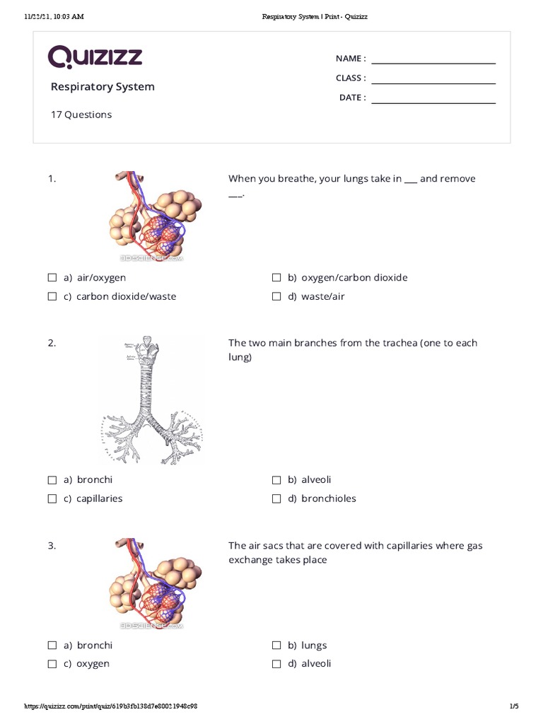 Respiratory Quiz | PDF | Respiratory Tract | Respiratory System