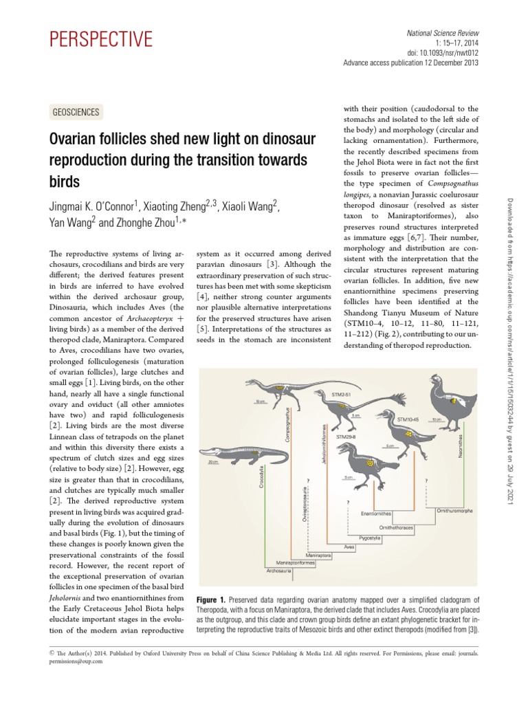 Ovarian Follicles Shed New Light On Dinosaur Reproduction | PDF | Birds ...