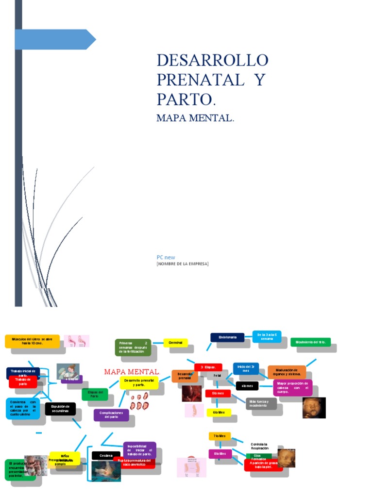 Mapa Mental Desarrollo Prenatal y Parto | Descargar gratis PDF | Parto | Desarrollo prenatal