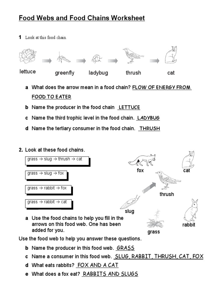 Food Webs and Food Chains Worksheet: Lettuce Greenfly Ladybug Thrush ...