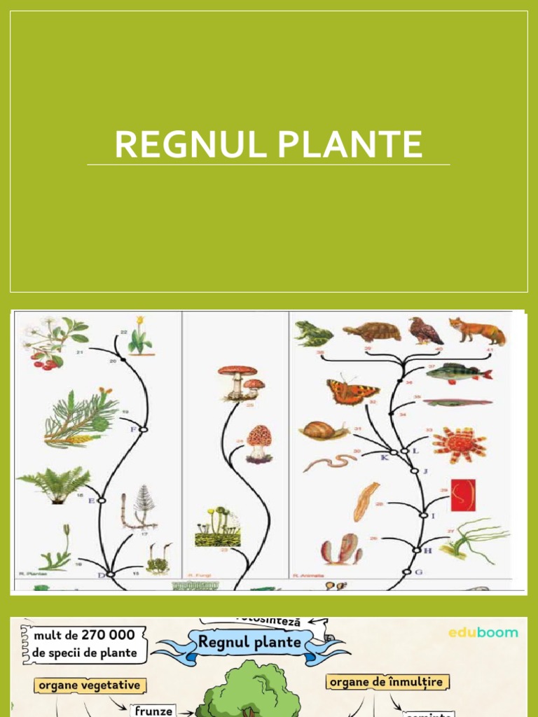 Regnul Plante | PDF