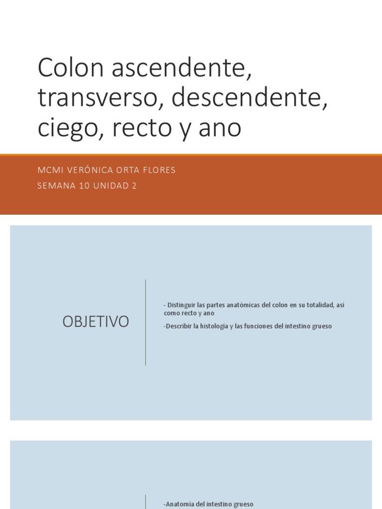 Colon Ascendente, Transverso, Descendente, Ciego | PDF | Intestino ...