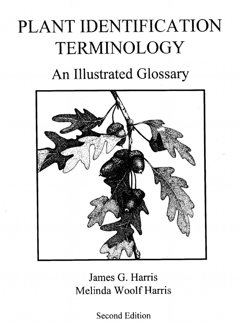 Plant Identification | PDF