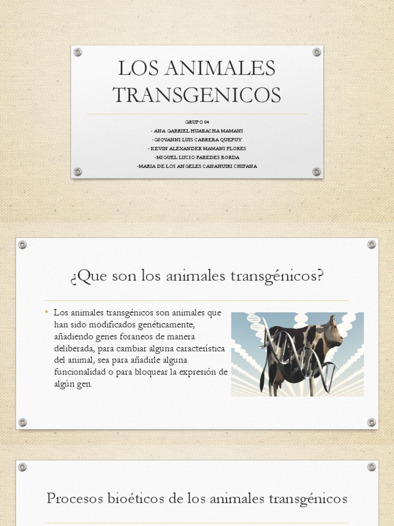 Los Animales Transgenicos | PDF | Organismo genéticamente modificado | Gene