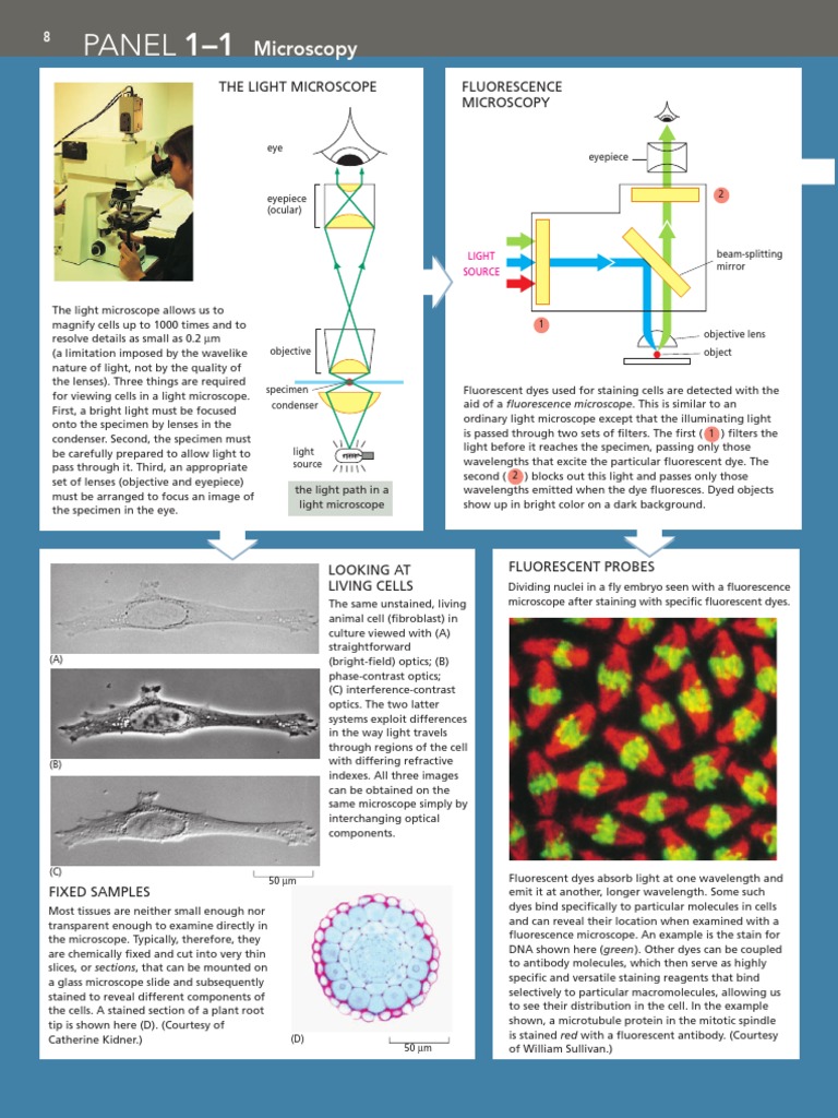 Atom Bonding Molecule Macromolecule | PDF | Solvation | Fluorescence ...