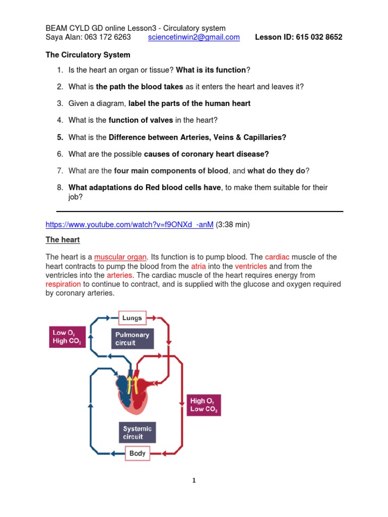 Circulatory System | PDF | Heart Valve | Heart