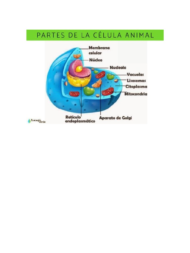 Partes de La Celula Animal | PDF