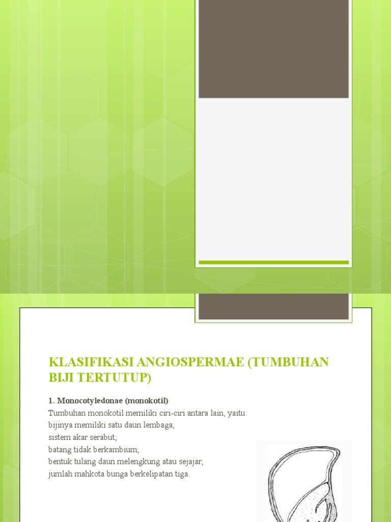 Klasifikasi Angiospermae | PDF