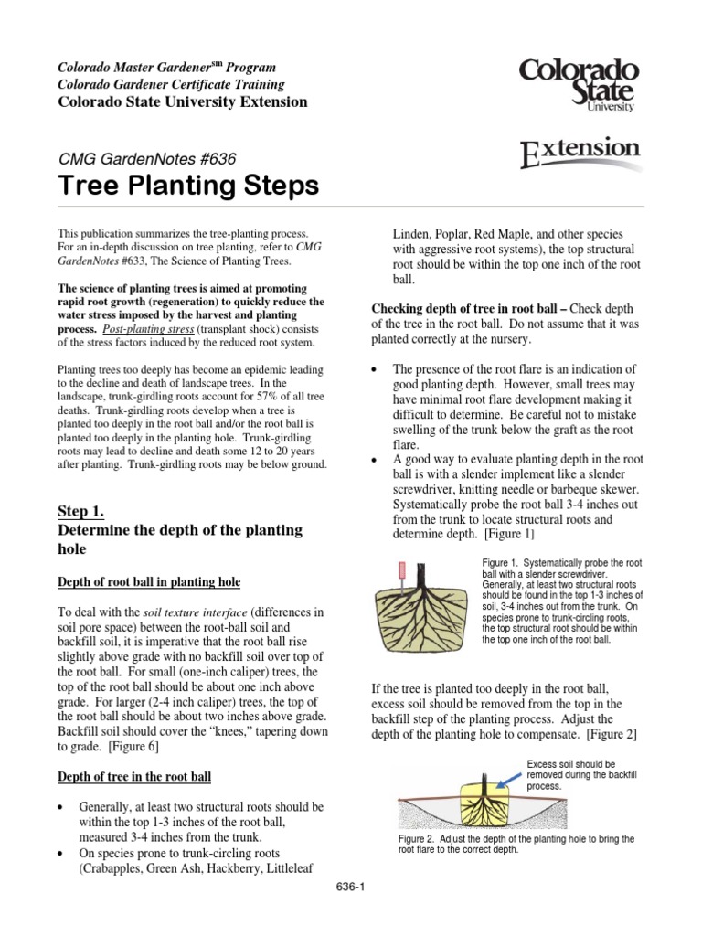 Tree Planting Steps: CMG Gardennotes #636 | PDF | Mulch | Trees