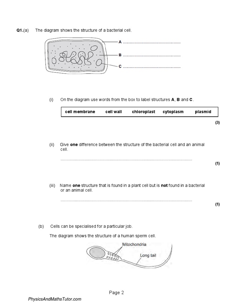 Cell Structure | PDF | Cell (Biology) | Bacteria