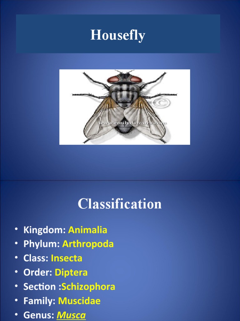 Housefly | PDF | Pupa | Fly