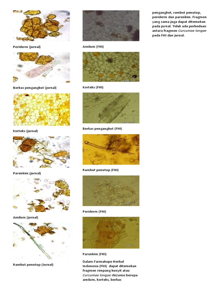 Fragmen Curcumae Longae Rhizoma | PDF | Sains & Matematika