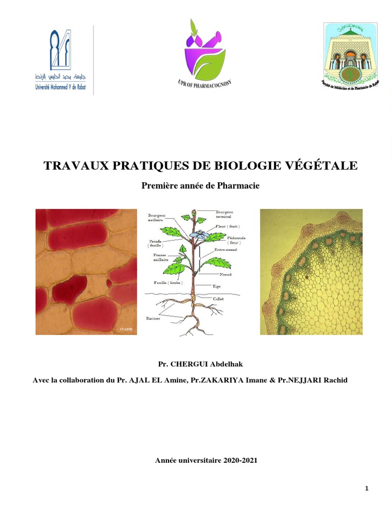 TP - Biologie Vegetale - 1AP - F | PDF | Tige (Plante) | Feuille
