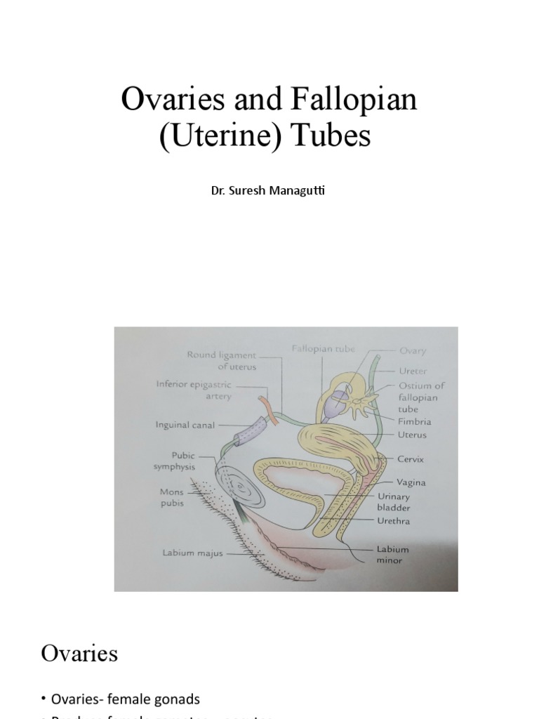 Ovaries and Fallopian Tubes | PDF | Ovary | Uterus