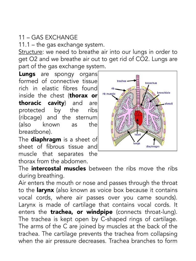 Gas Exchange in the Human Lungs | PDF | Lung | Breathing