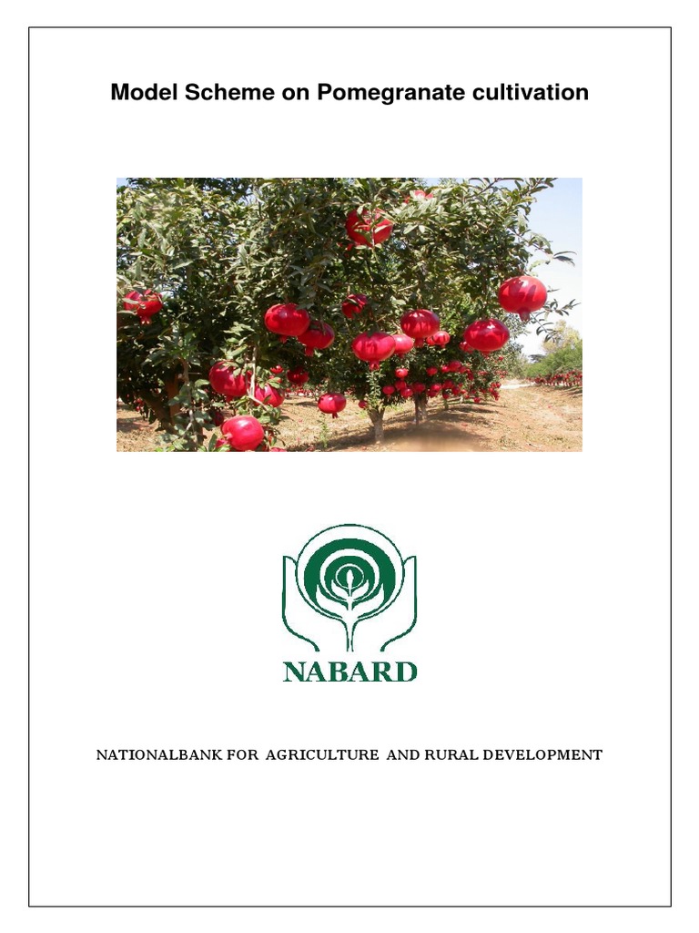 NABARD Bankable Scheme Pomegranate | PDF | Agriculture | Soil