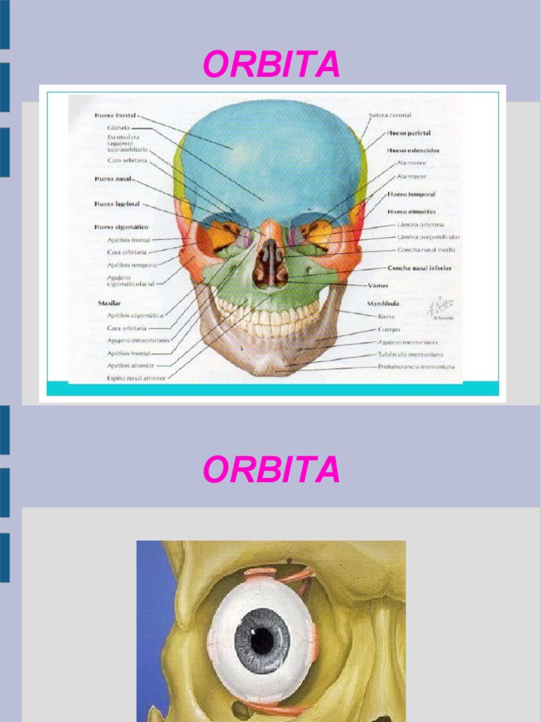 Orbita Del Ojo | PDF