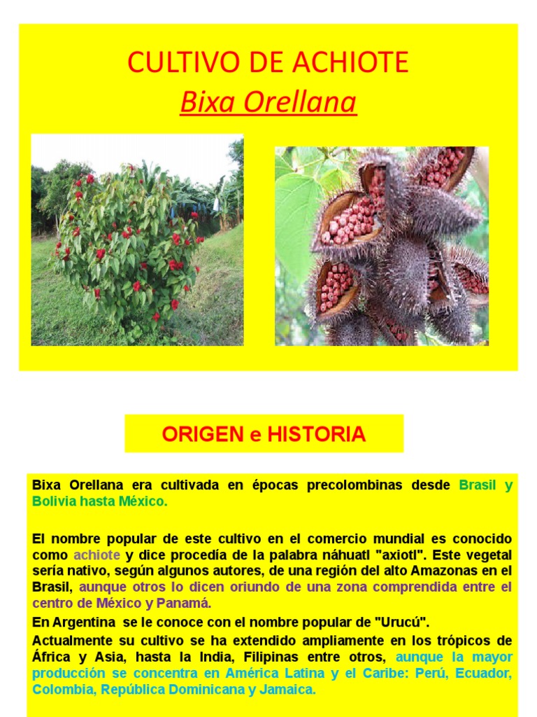 Guía Completa del Cultivo de Achiote | PDF | Plantas | Botánica