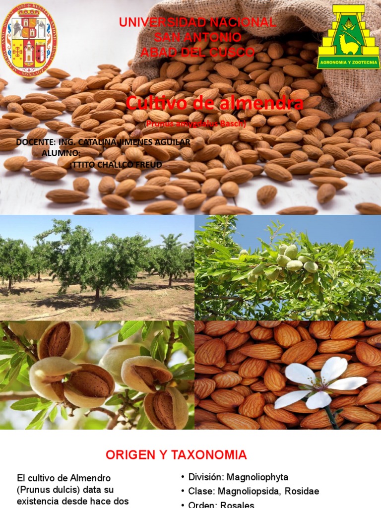 Almendra | PDF | Almendra