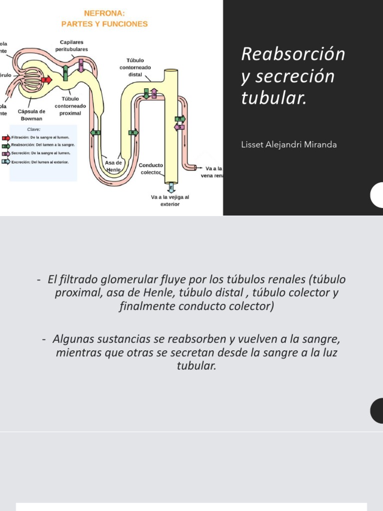 Reabsorción y Secreción Tubular | PDF | Riñón | Sodio