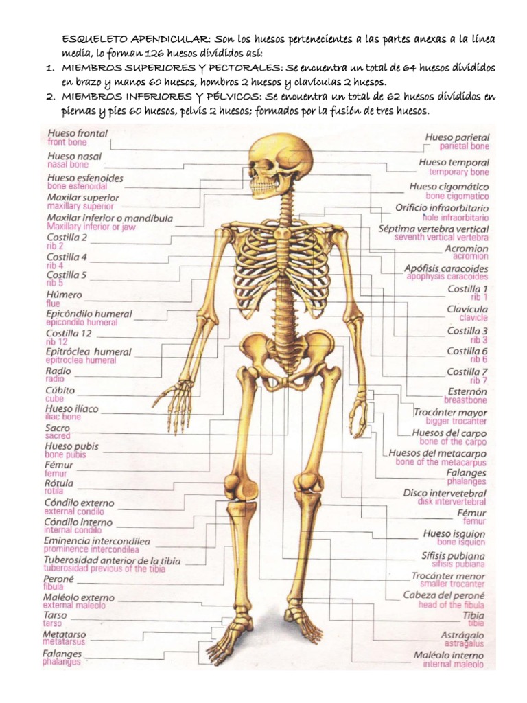 Guia #02 Sistema Oseo Noveno en PDF-2 | PDF