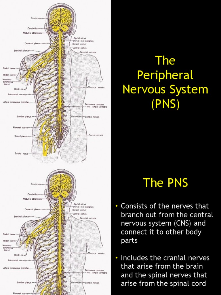 The Peripheral Nervous System (PNS) | PDF | Vertebral Column | Human Leg