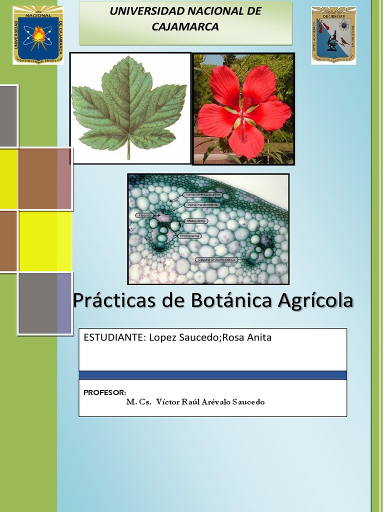 Observación de la hoja | PDF | Hoja | Tallo de la planta