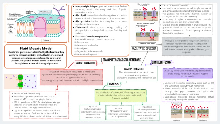 MEMBRANE PLASMA - Mind Map | PDF | Cell Membrane | Chemistry