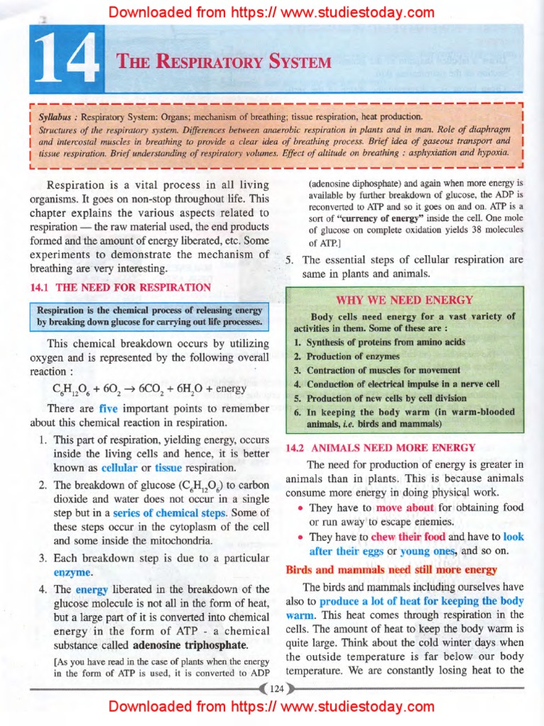 ICSE Class 9 Biology Chapter 14 The Respiratory System | PDF
