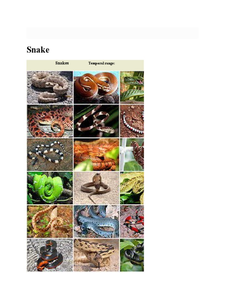 Snakes | PDF | Snake | Venom