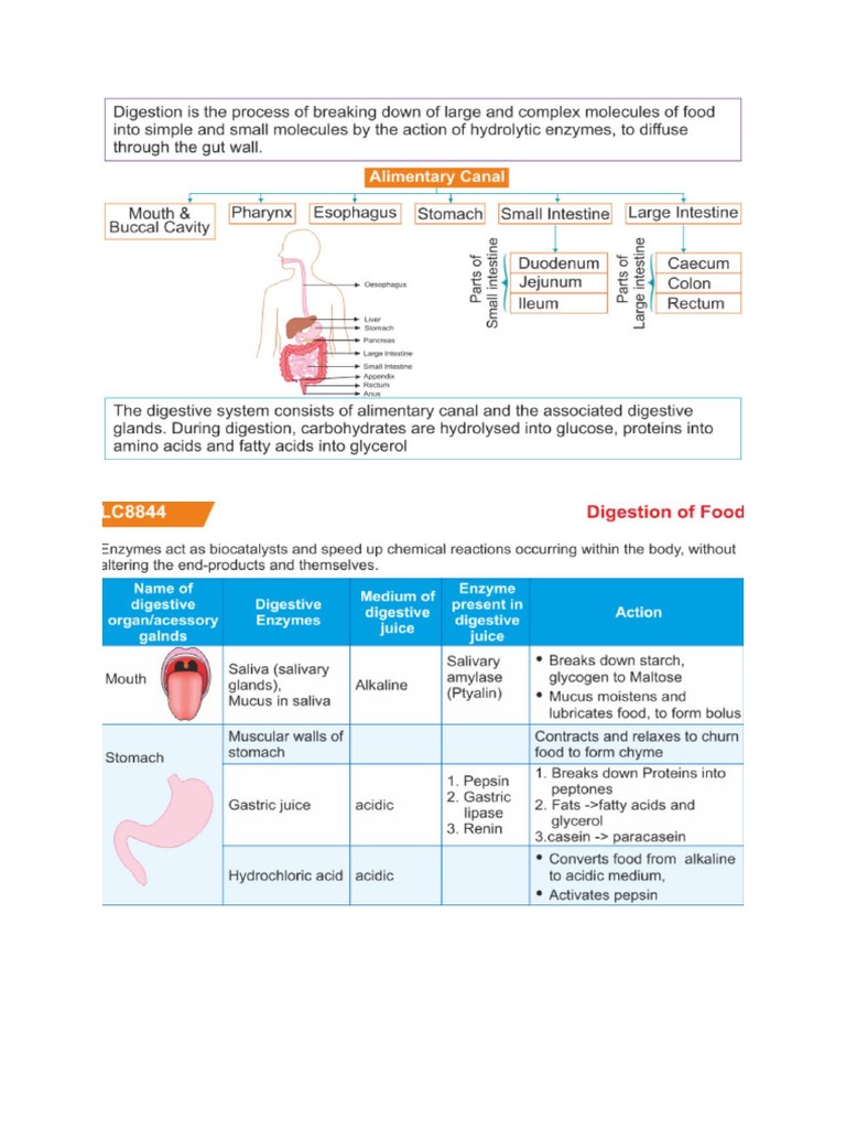 Digestive System Grade 6 | PDF