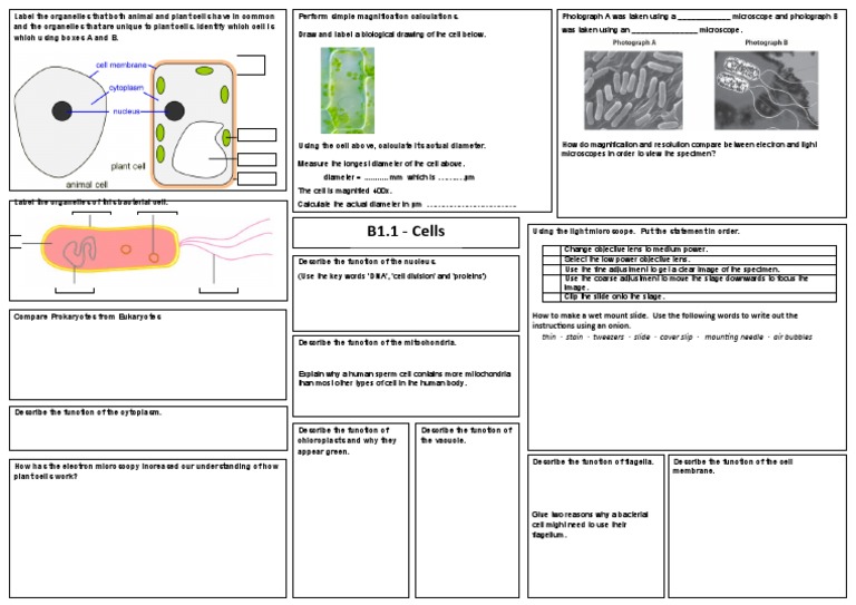 B1.1 - Cells: How To Make A Wet Mount Slide. Use The Following Words To ...