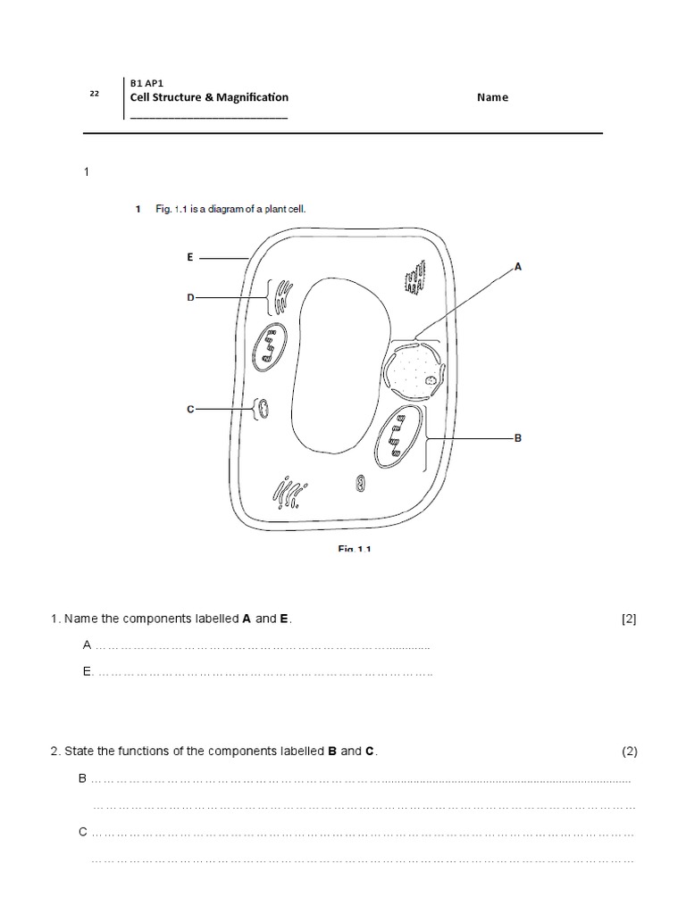 Preparing Onion Cells for Microscopic Examination | PDF | Laboratory ...