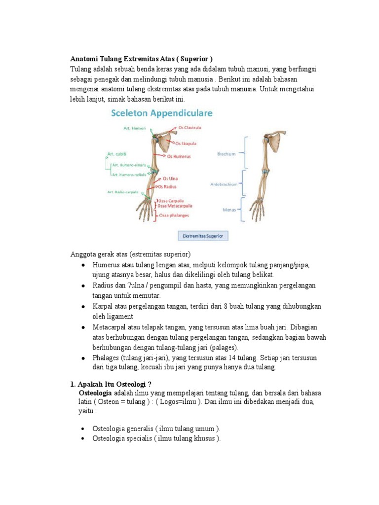 Anatomi Tulang Extremitas Atas | PDF