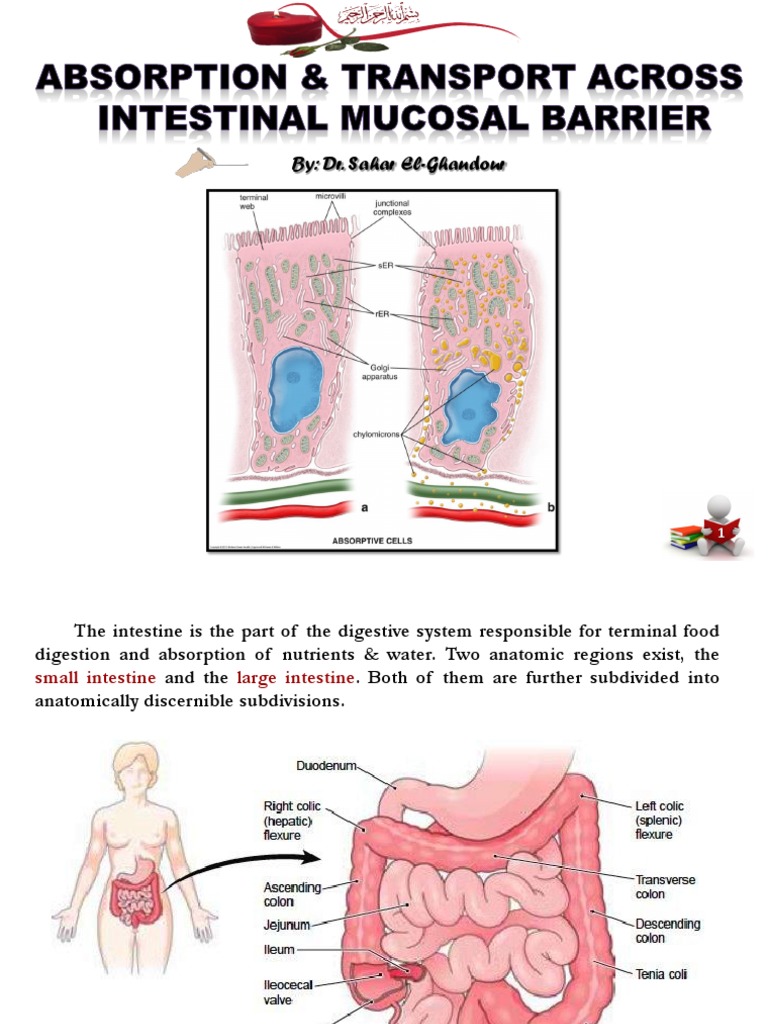 Intestinal Mucosal Barrier & Highly Absorptive Cells | PDF ...